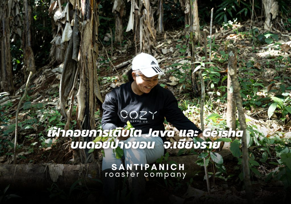 เฝ้าคอยการเติบโต Java และ Geisha บนดอยปางขอน จ.เชียงราย - Santipanich Roaster